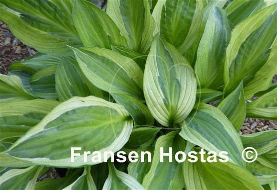 Hosta Eros - Fransen Hostas